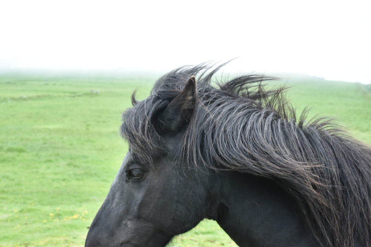 Ísland - Hestur – | SUNNY CLOUDY RAINY（サニークラウディーレイニー）