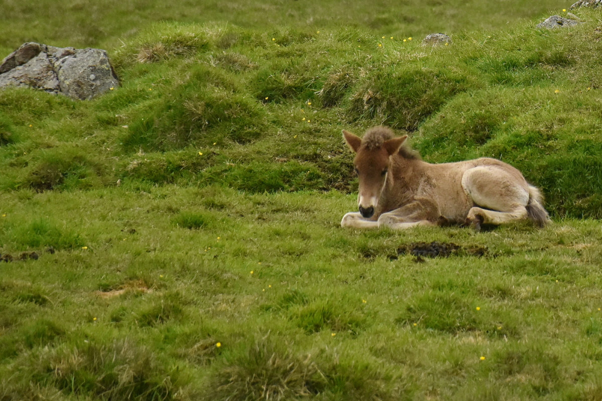 Ísland - Hestur – | SUNNY CLOUDY RAINY（サニークラウディーレイニー）